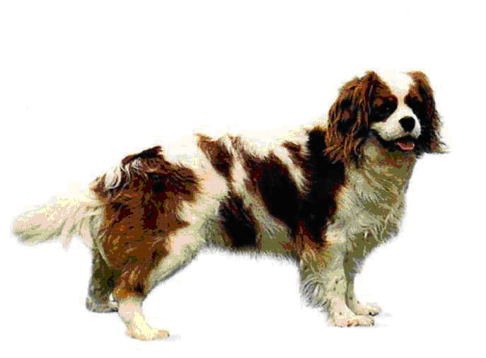 K R U H Y: Populárne druhy psov VI.