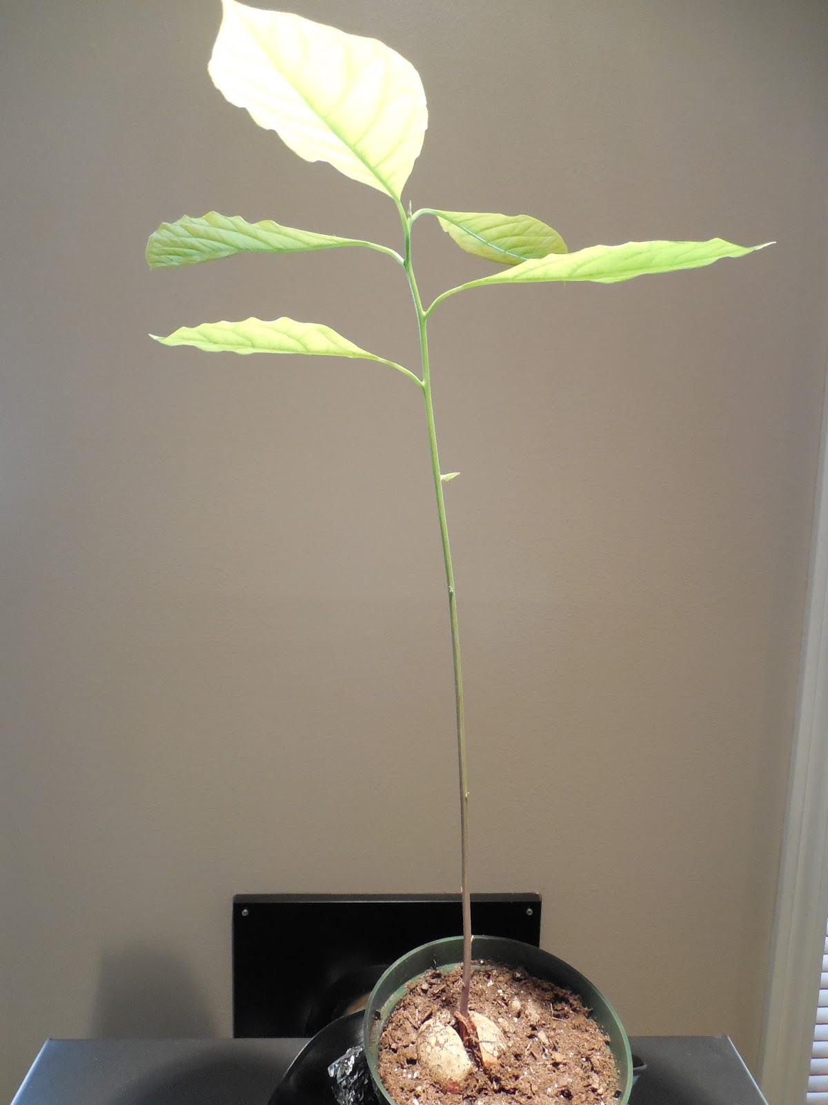 Share it! Science : Saturday Science Experiment: Grow an Avocado!