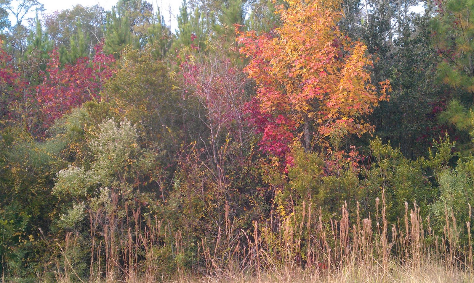 Some Fall Colors Leaving Charleston