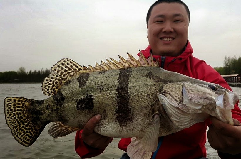 Big Fishes of the World: PERCH CHINESE (Siniperca chuatsi)