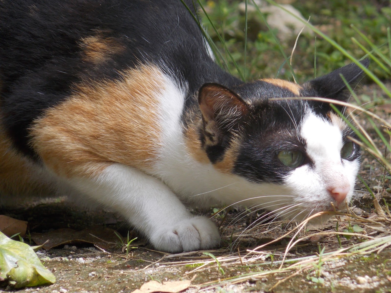 Foto Kucing Tiga Warna Lucu