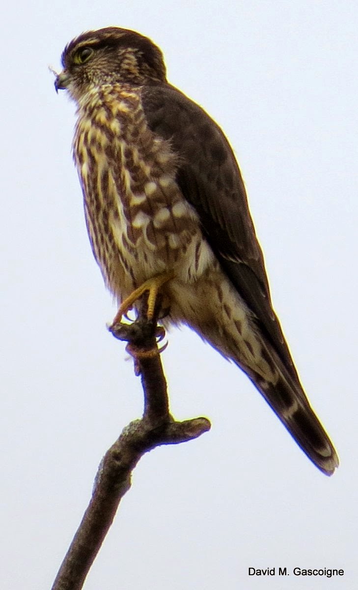 Juvenile Merlin - Travels With Birds
