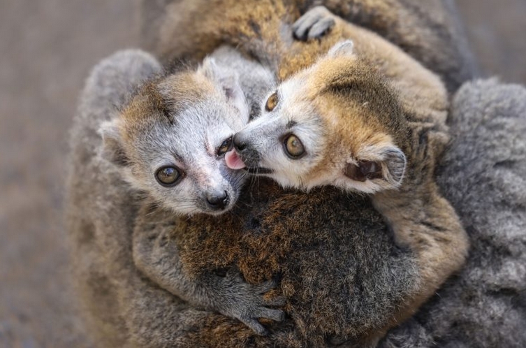 White Wolf : Photographer captures adorable bond between baby lemur twins