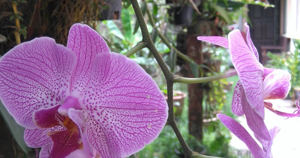 Seri Orkid: Tiga Jenis Orkid Seri Laman