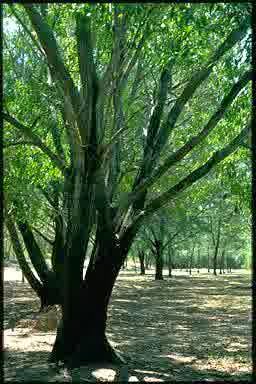 Paling Populer 20+ Gambar Pohon Akasia Mangium - Gambar Bunga Indah