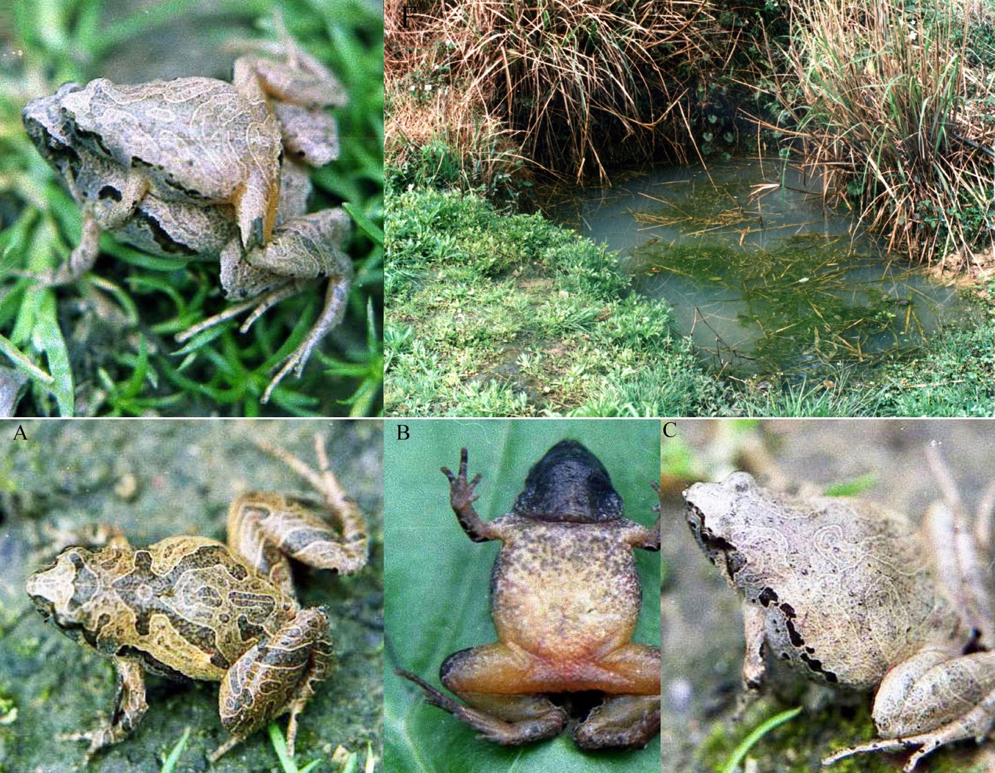 Species New to Science: [Herpetology • 2018] Microhyla beilunensis • A ...