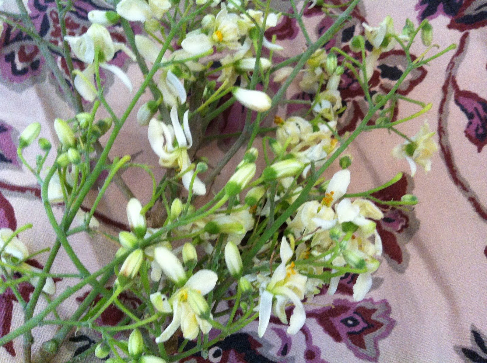 Paakam: MURINGA POOVU THORAN