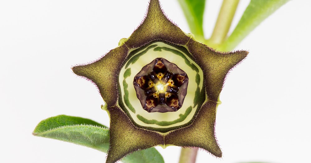 Brachystelma chlorozonum; RSA, Mapumulo ~ Fullsun