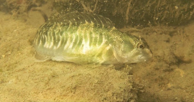 Viajes naturalistas y otras hierbas: El singular hábitat del pez fraile ...