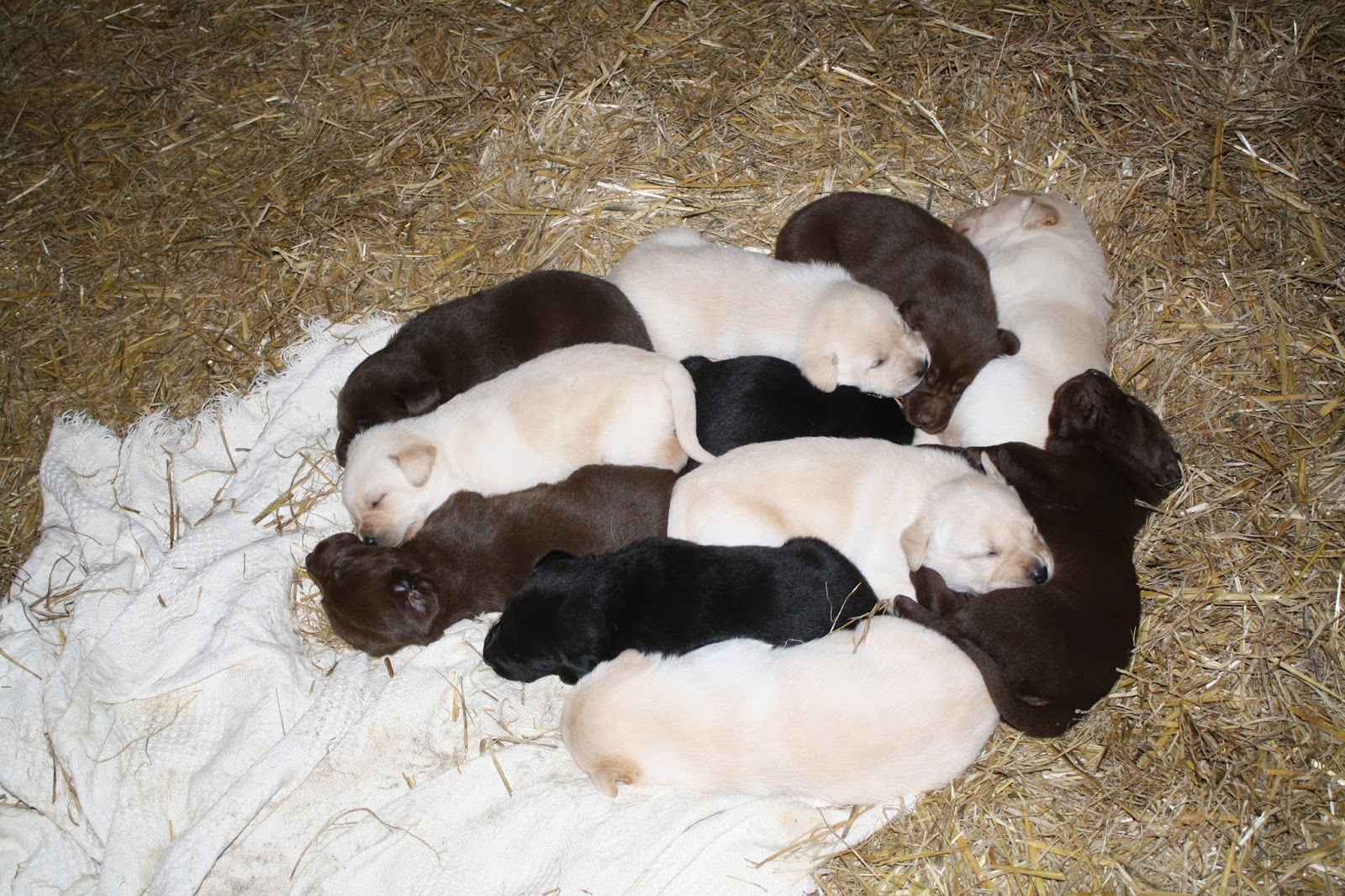 Top of the Hill Labs: MYA'S PUPPIES - 3 Weeks Old