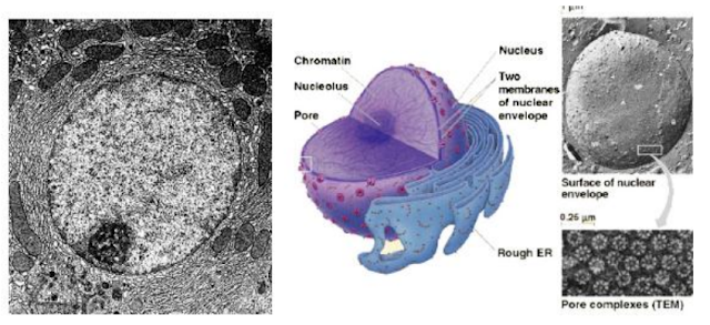 Komponen Sel Eukariotik dan Fungsinya (Nukleus dan Sistem Endomembran ...