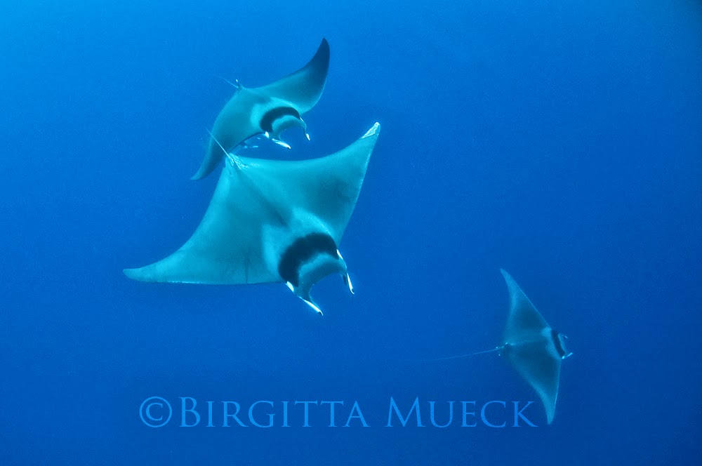 Birgitta Mueck Photography: Pelagic