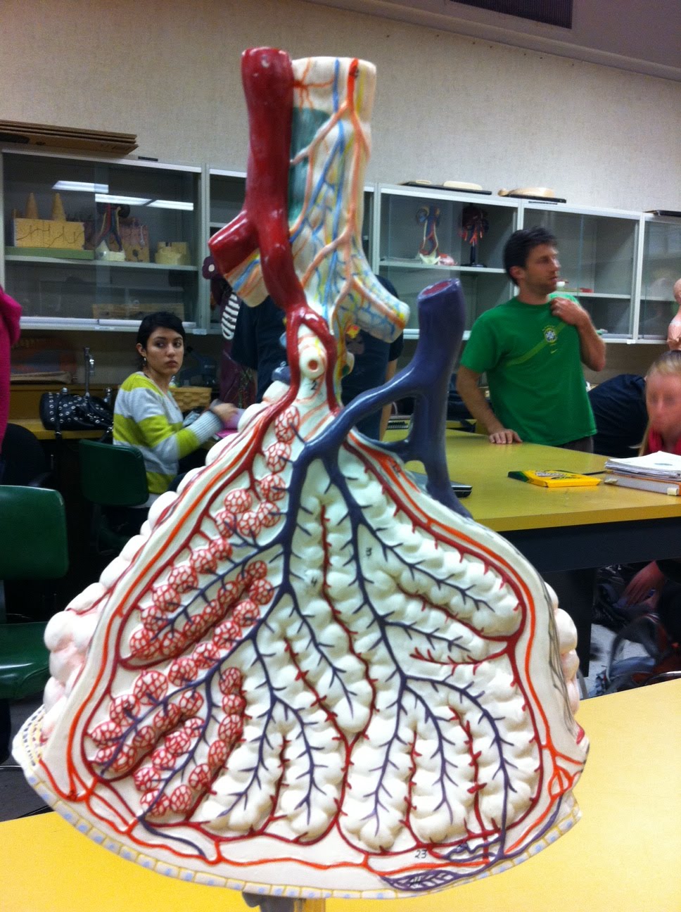 Anatomy120: models: Respiratory System