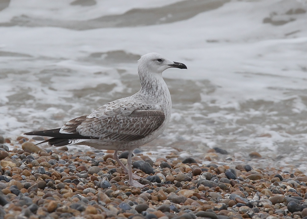 Richard Smith - Birdwatching Days Out: CASPIAN GULL, sub adult, 265:S ...