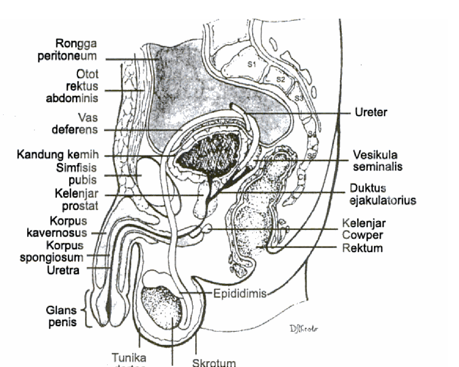 My Health: Bagian - Bagian Alat Kelamin Pria