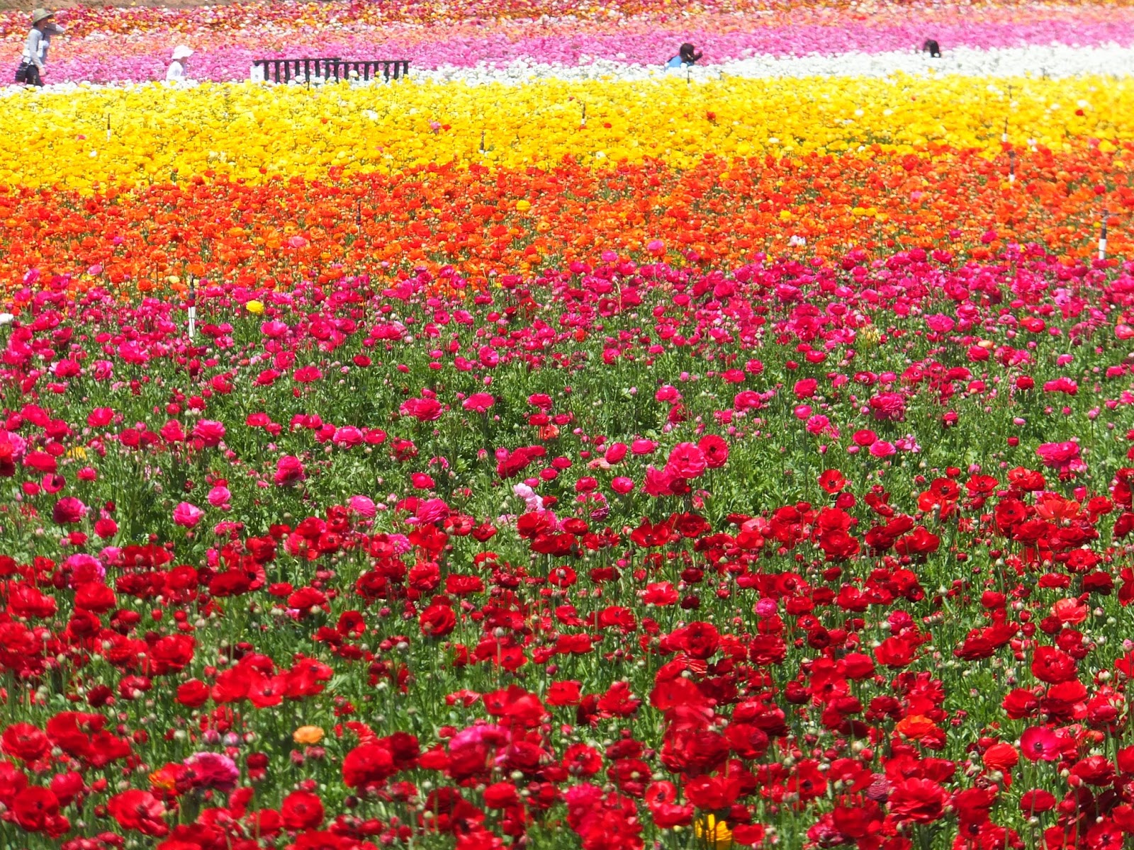 Pilgrimage 2013: Flower Fields on "Earth Day", Carlsbad, CA April 22, 2013