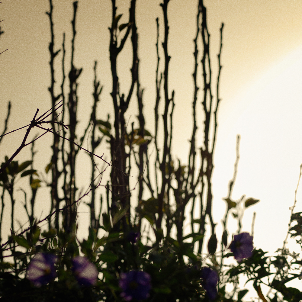 Time-Zero Photography: Jagged Lines