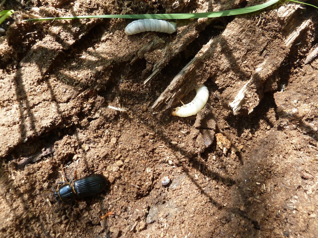 Springfield Plateau: Life in a Log