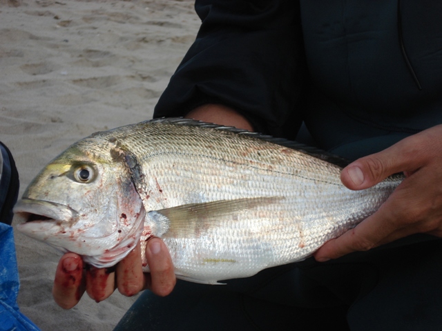 Peche dorade en Méditerranée