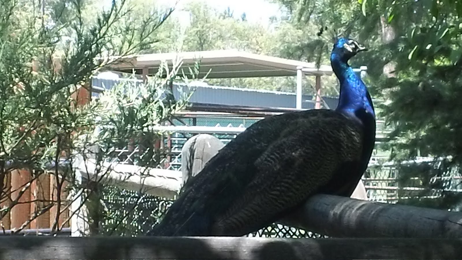 Out here in Pinon: Willow Park Zoo in Logan