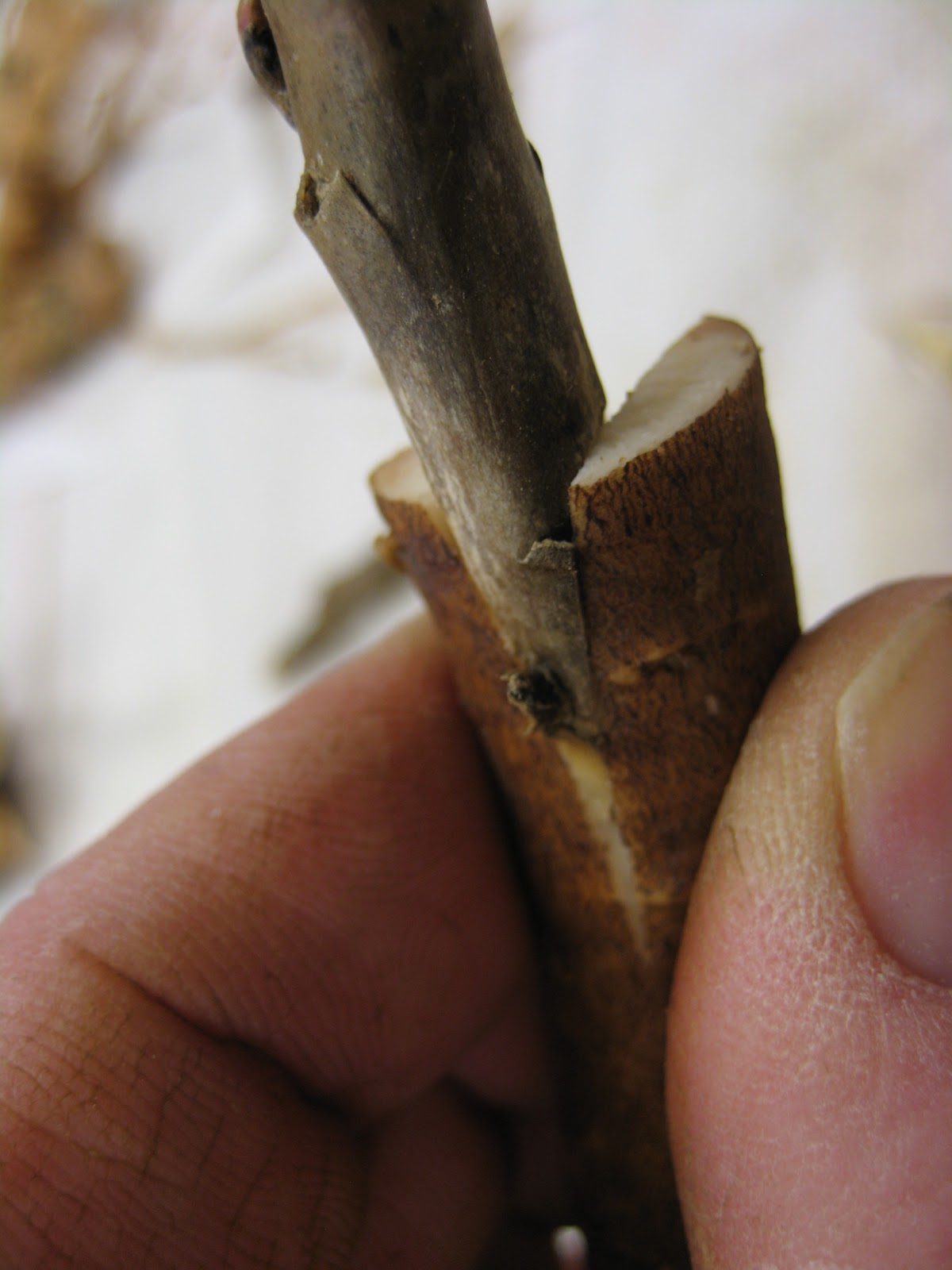 The Garden Aker: Grafting Tree Peonies