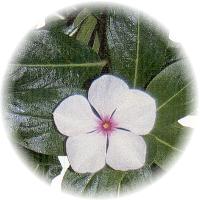 Stories, thoughts & guided visualisations by Wildwitchyju: Medicinal ...