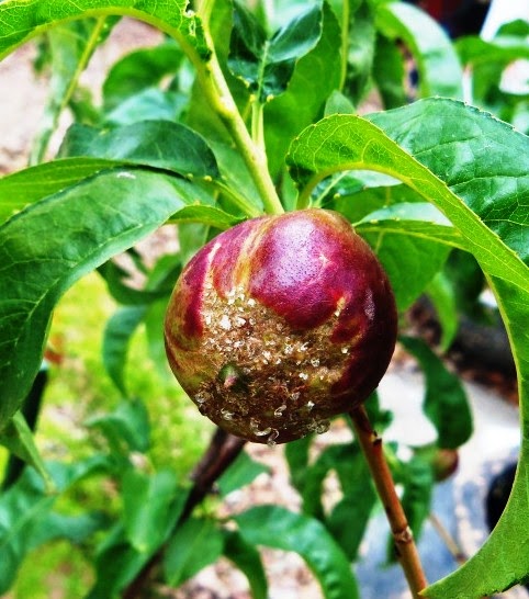 Xtremehorticulture of the Desert: Nectarine Fruit and Dried Droplets of Sap