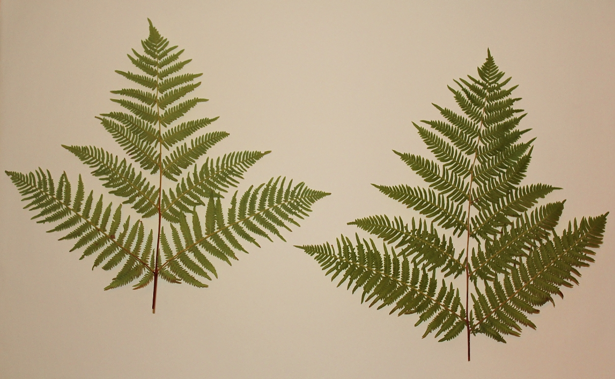 El Saúco - Industrias y andanzas de un naturalista ibérico: septiembre 2013