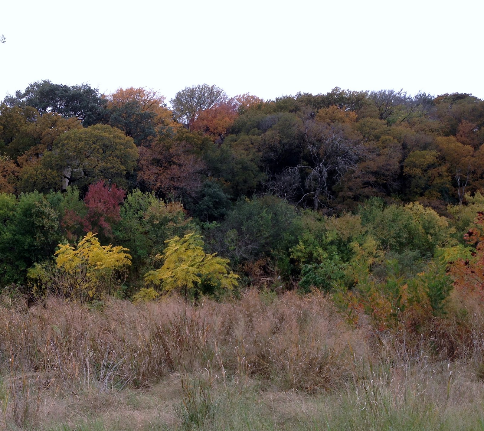 It's Fall in Texas, Y'all! - HYACINTHS FOR THE SOUL