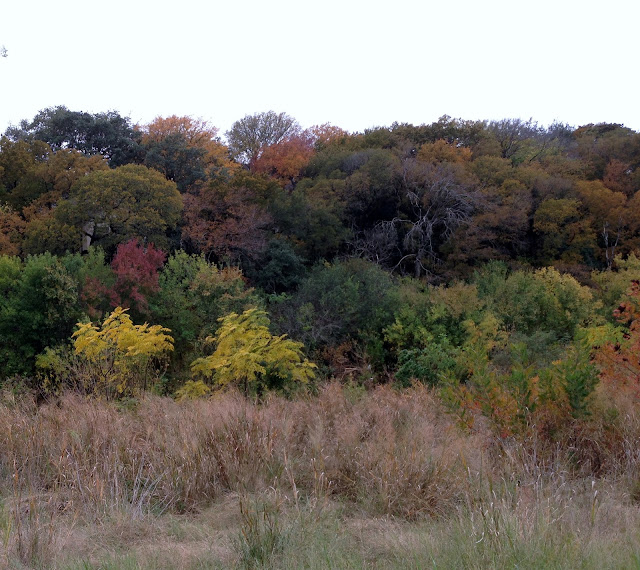 It's Fall in Texas, Y'all! - HYACINTHS FOR THE SOUL