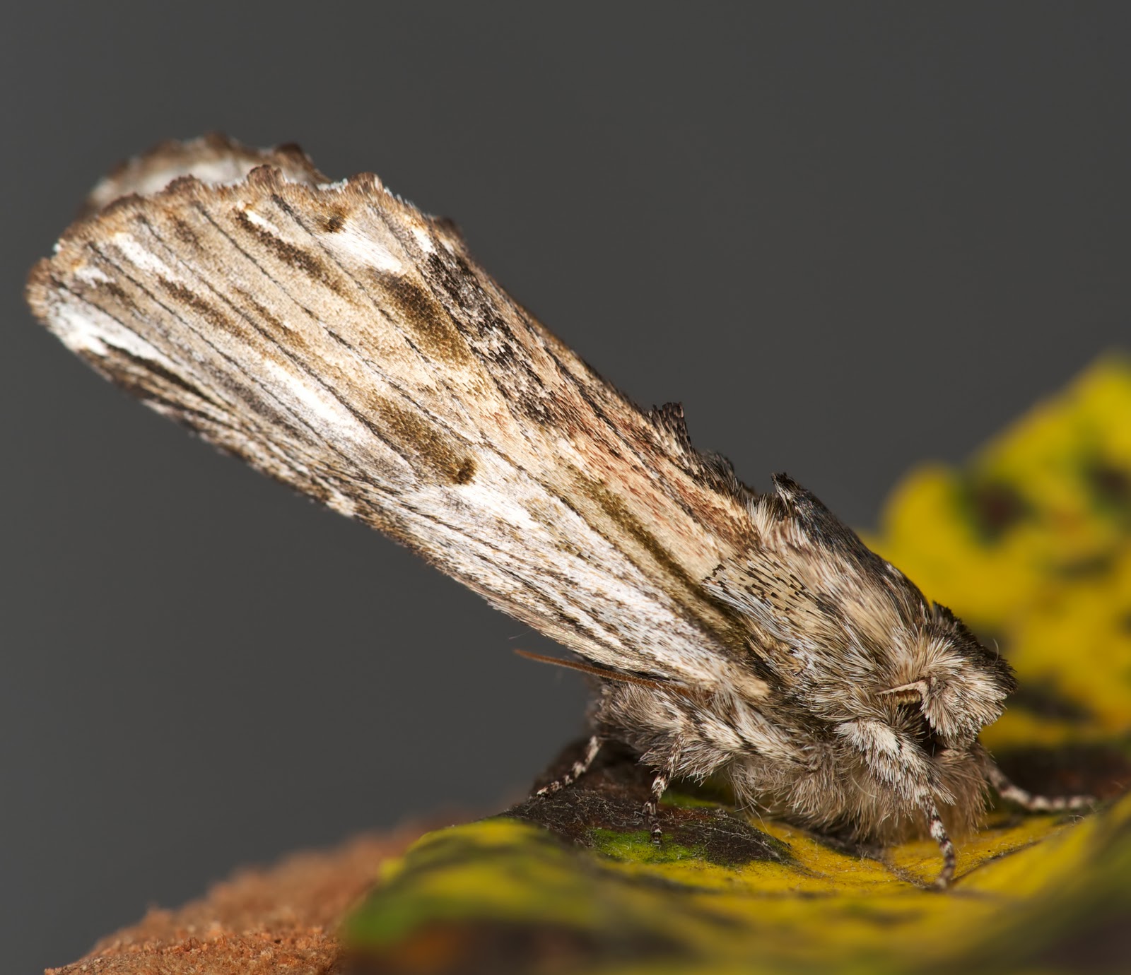 Zen Through a Lens: If You Light It They Will Come