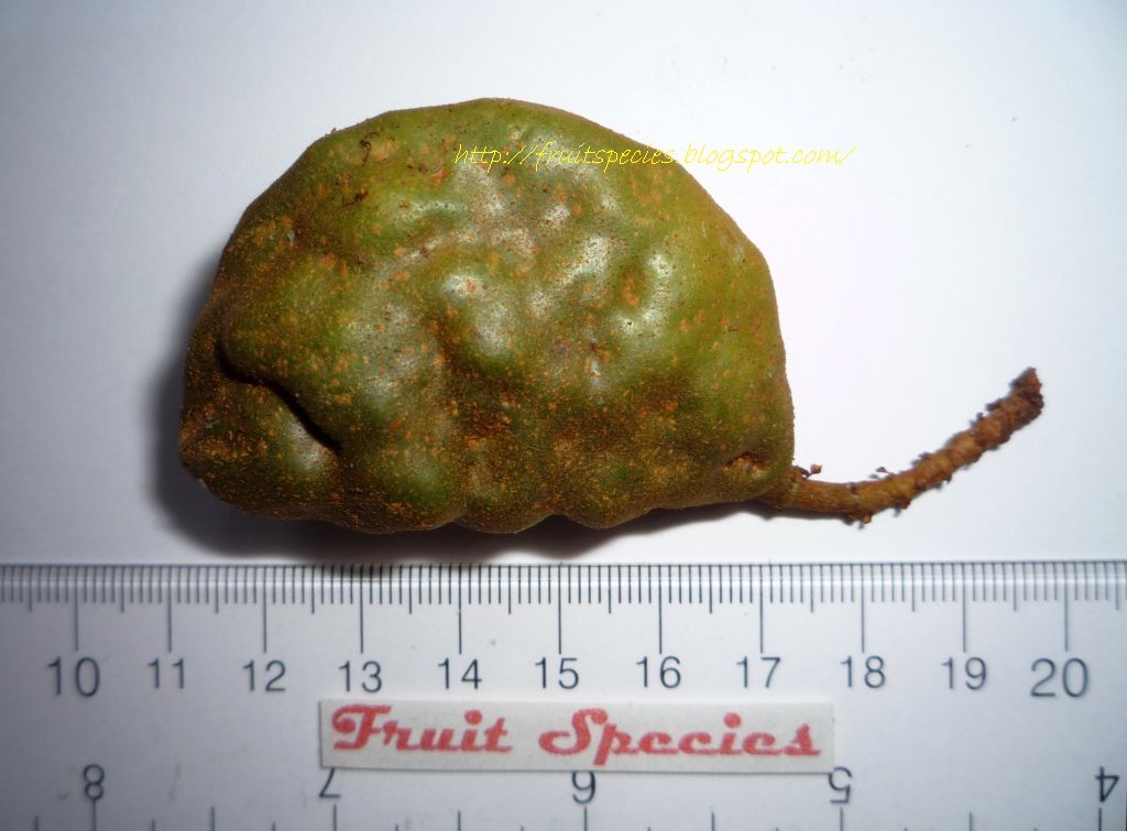 Fruit Species: NAM NAM