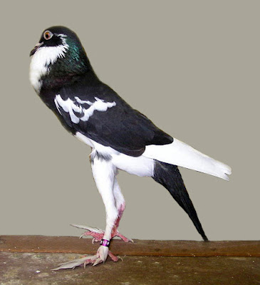 Pigmy Pouter pigeons - Pigeons fall