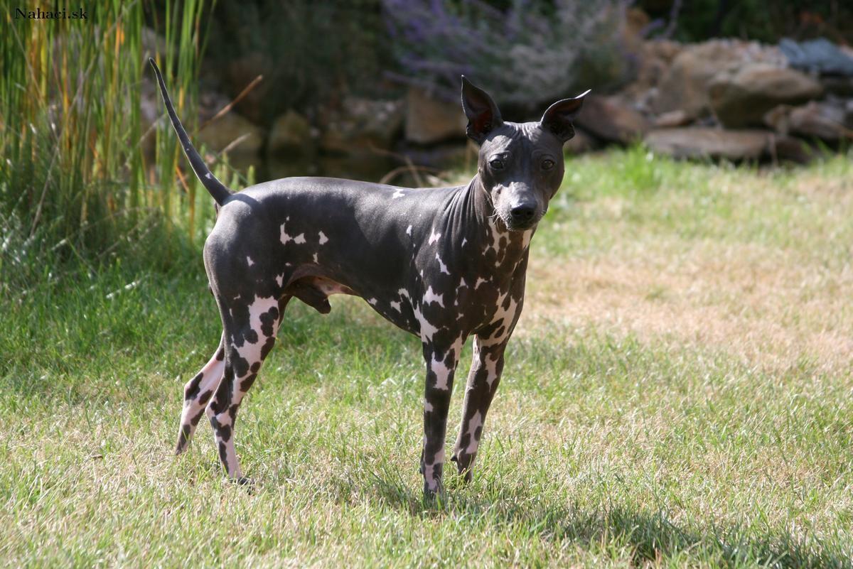 THE BREED: American Hairless Terrier (Toy and Miniature)