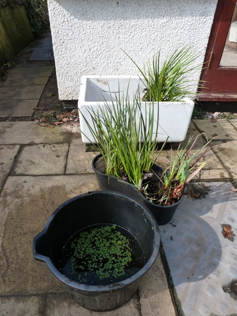 WildlifeKate to Gardener's World Live 2012: Butler Sink to mini pond.....