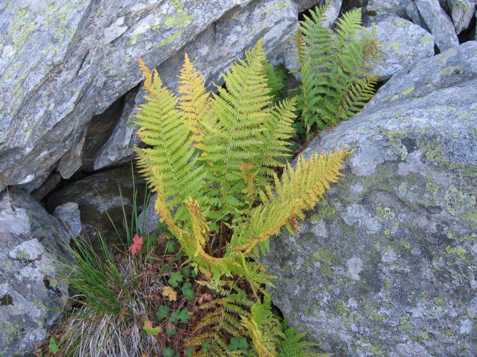 Слатка папрат - Polypodium vulgare - Билки Лековити и Народна Медицина