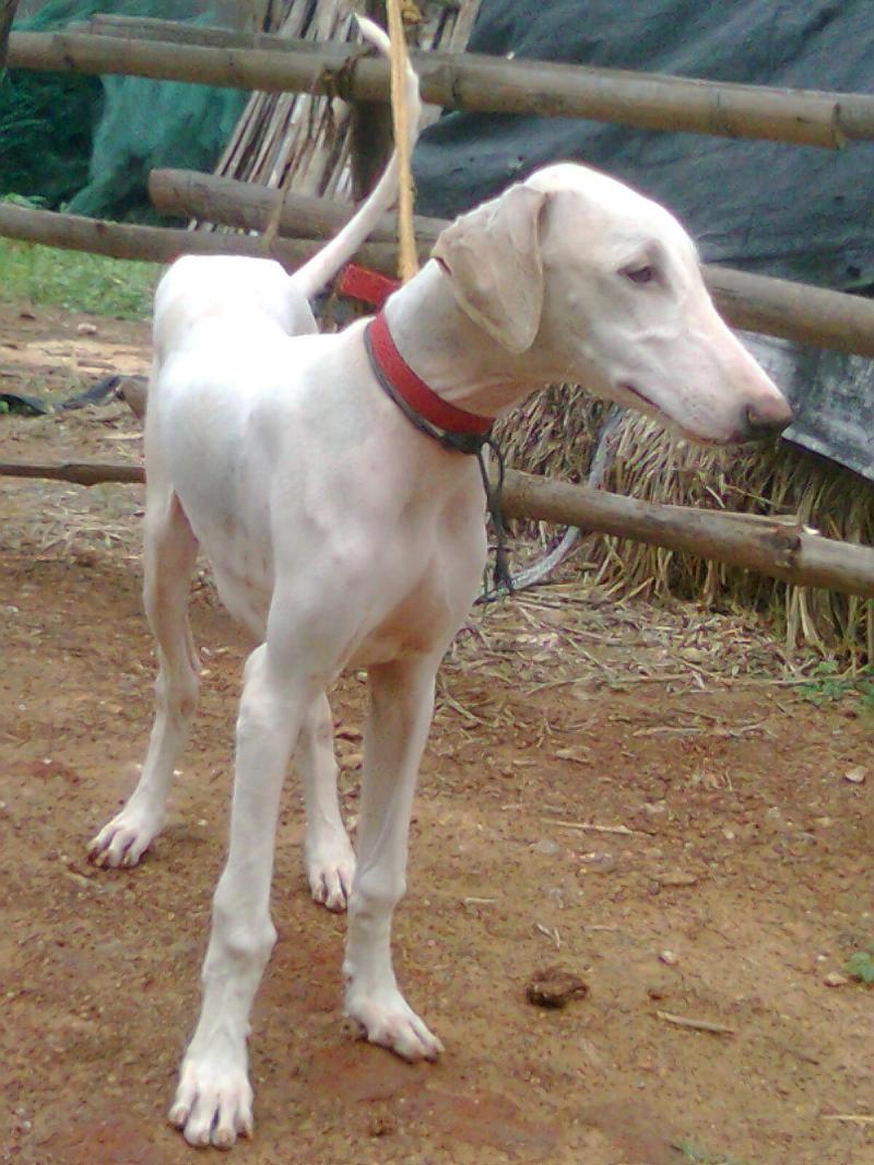 Ranna Mudhol: Facts and 11 Features of Mudhol Hounds