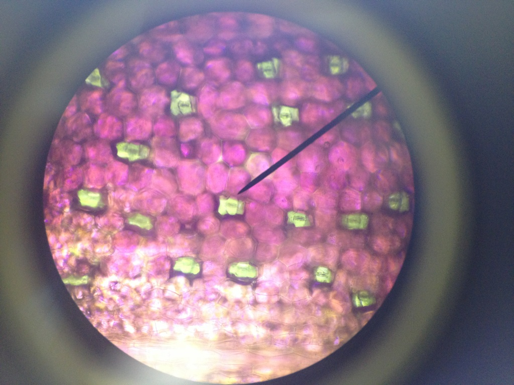 swifty science: stomata lab