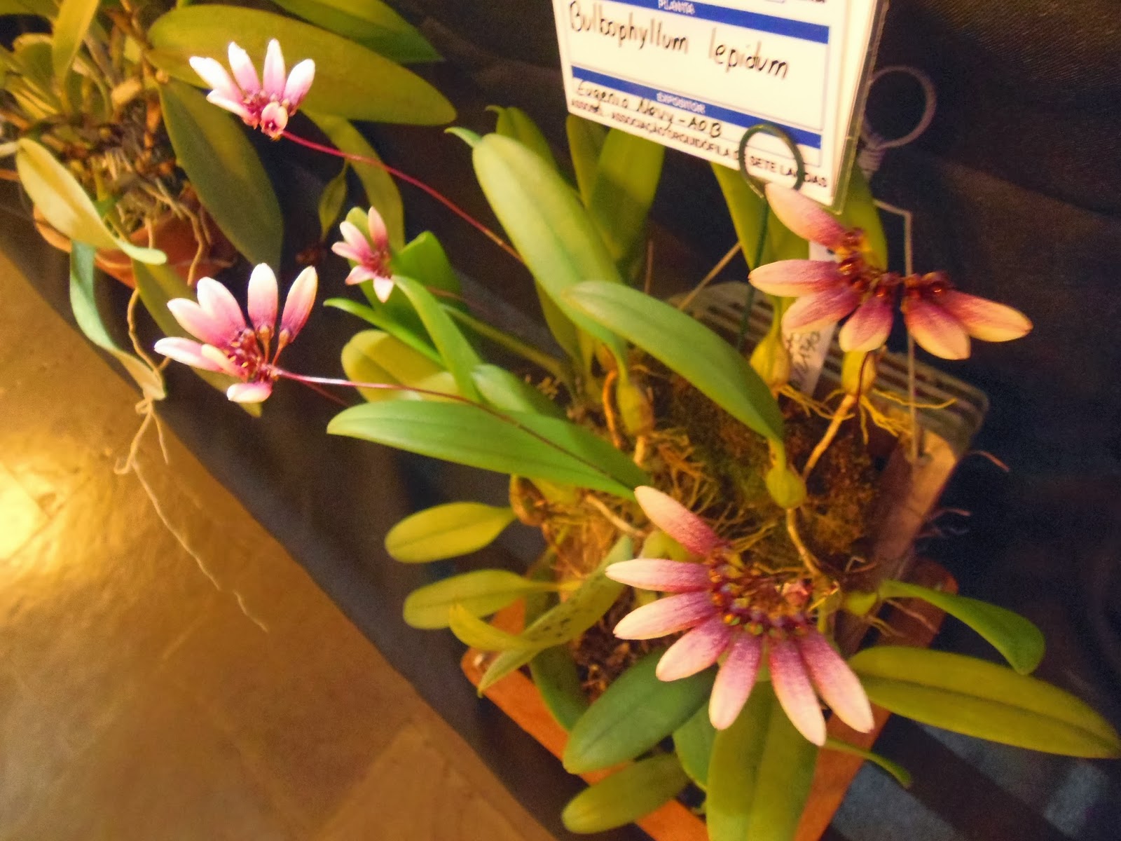 orquideas do mundo: Bulbophylum lepidum