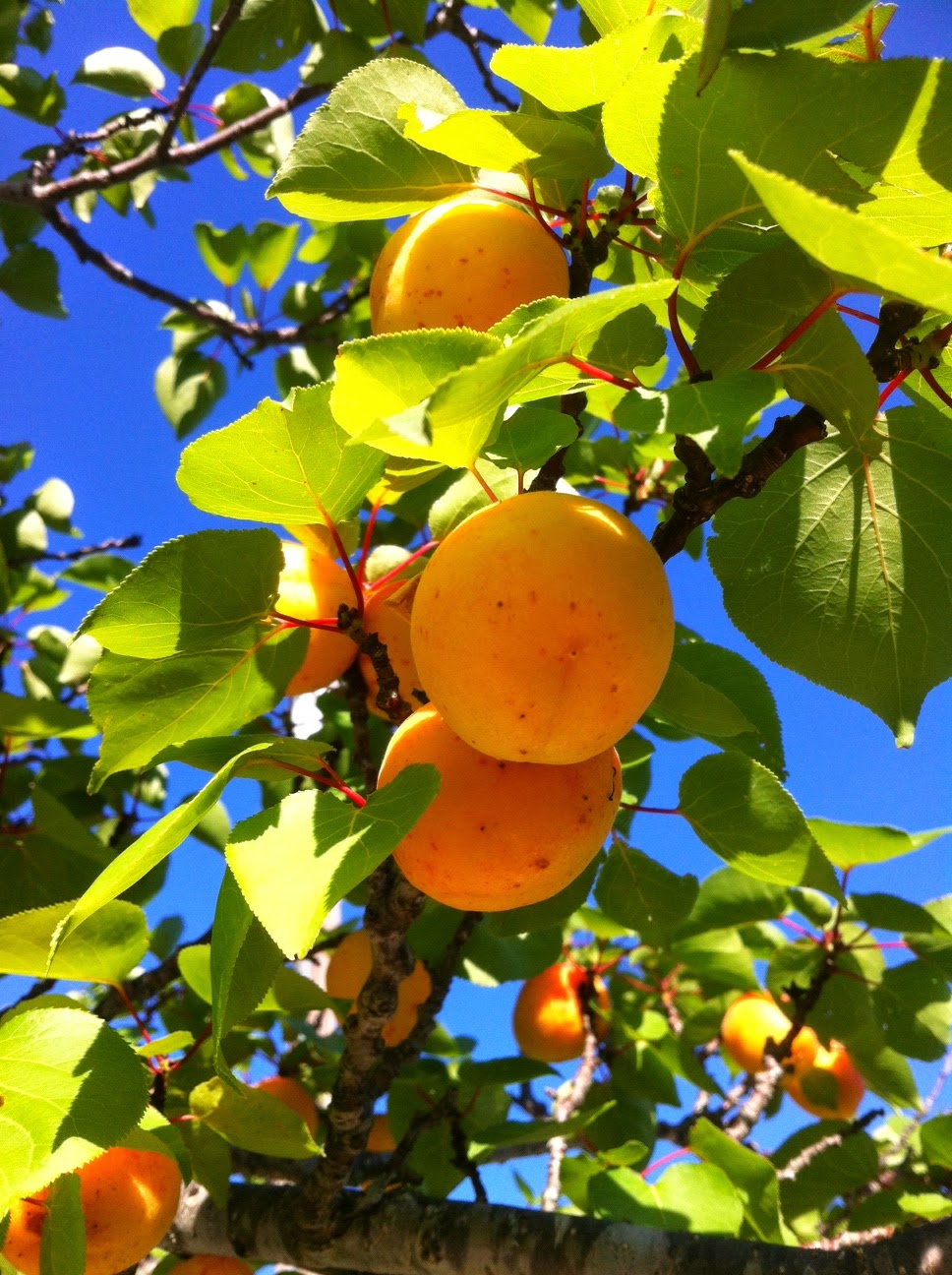 Buzzing and Bumbling: Mystery "Plum" Revealed!