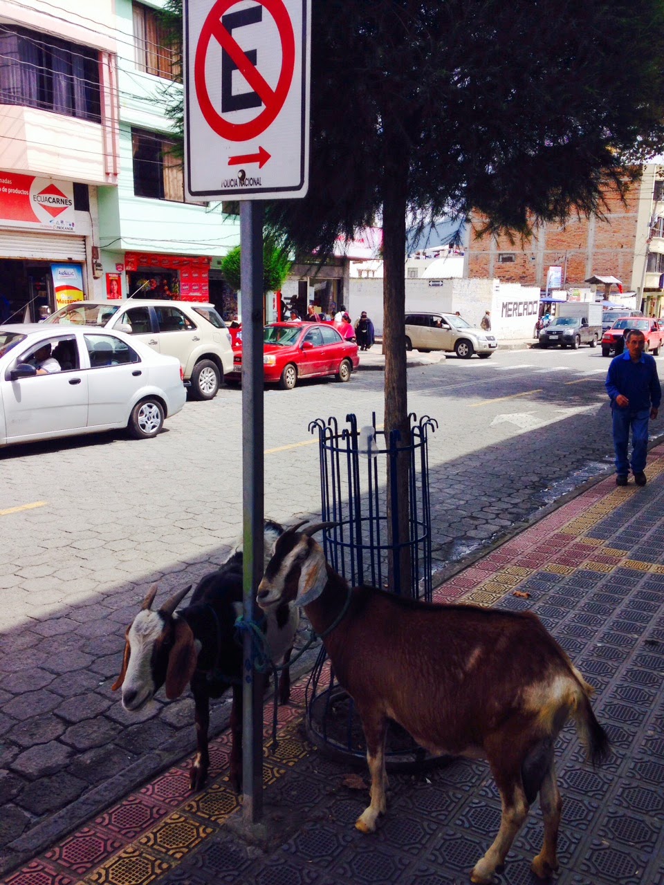 Adventures in Ecuador: Goat parking