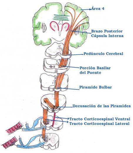 SISTEMA NERVIOSO (BIOMECANICA-FISIOLOGIA-MORFOLOGIA)