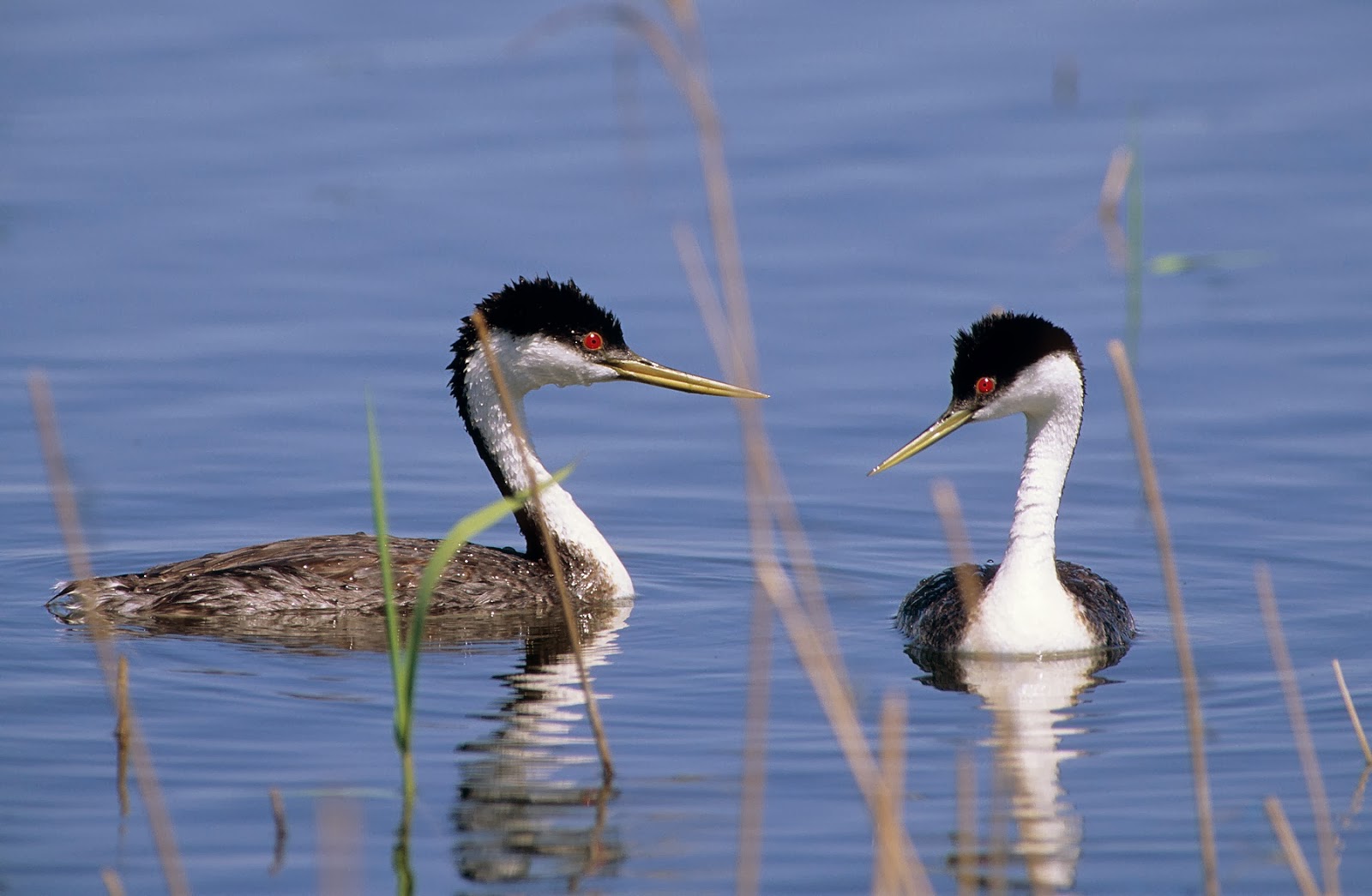 Waterbirds: The International Journal of Waterbird Biology