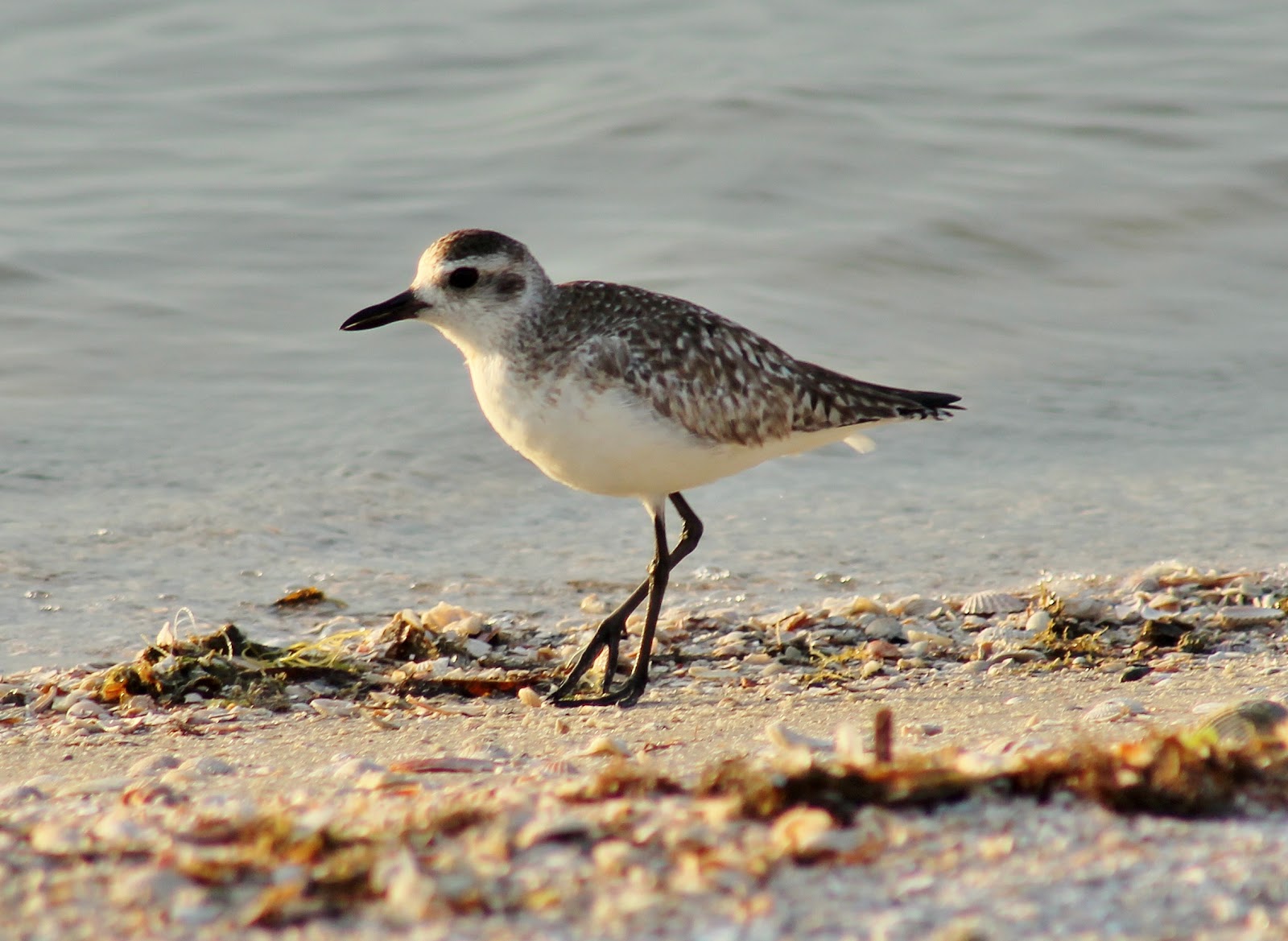 Joan and Dan's Birding Blog: Black-Bellied Plover