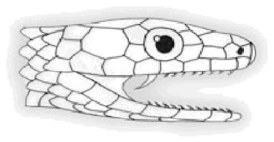 Bombeiroswaldo: Sobre o tipo de dentição das serpentes ( cobras ...