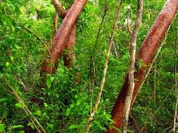 PLANTAS MEDICINALES DE PANAMA: Bursera simaruba (L.) Sarg.