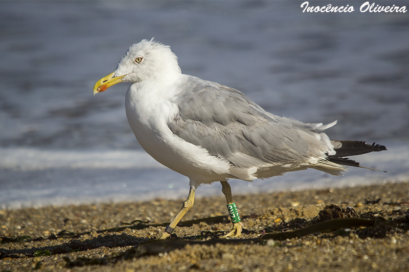 Birds of Portugal: Gaivota-de-patas-amarelas / Yellow-legged Gull ...