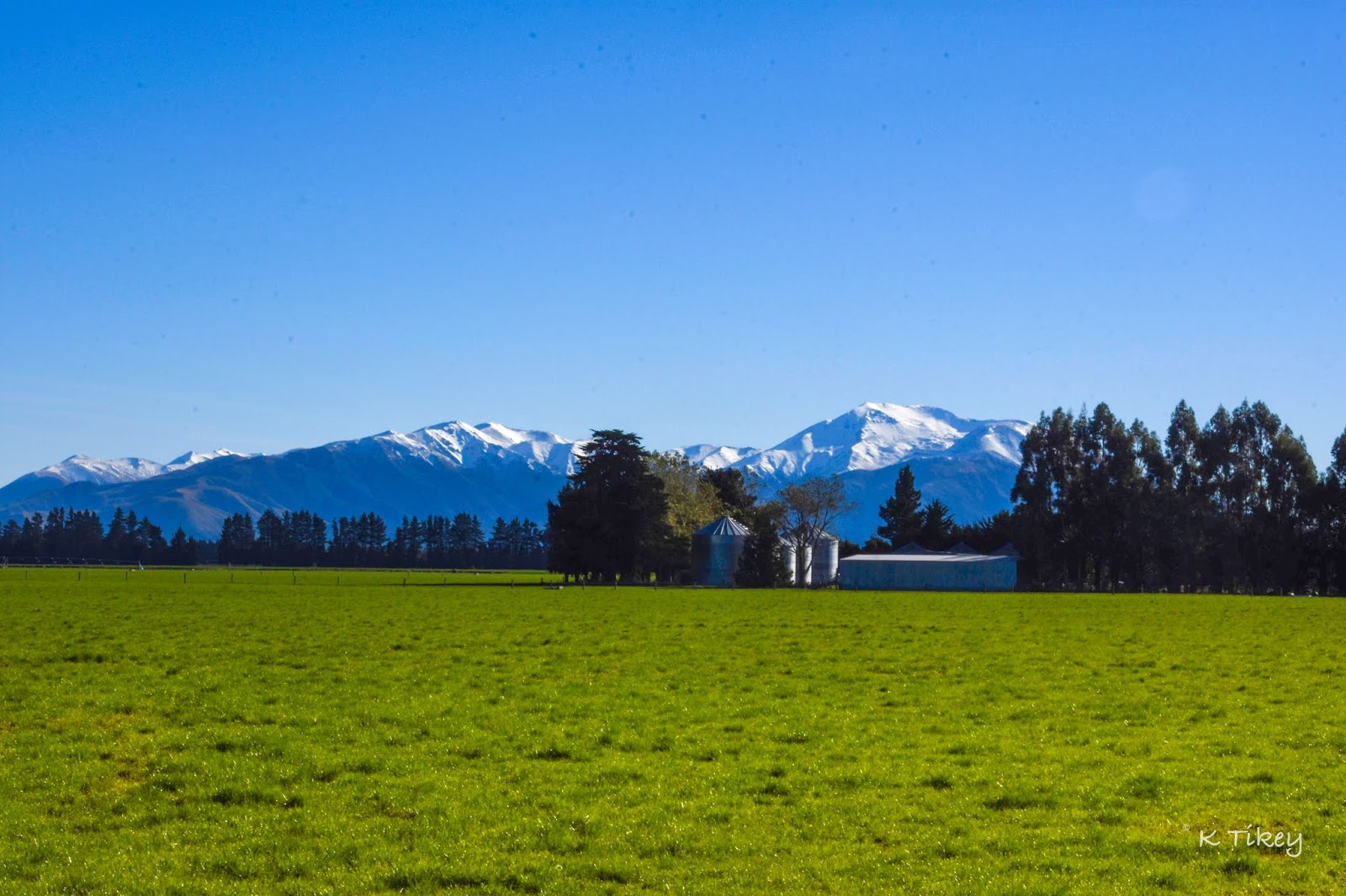 Paws Awhile: Mount Somers & The Coolest Hedge