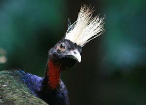 Merak Kongo, Burung Penuh Rahasia dari Jantung Afrika | RE Tawon