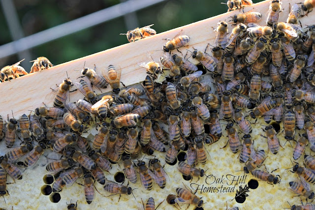 Three Months with the Bees - Oak Hill Homestead